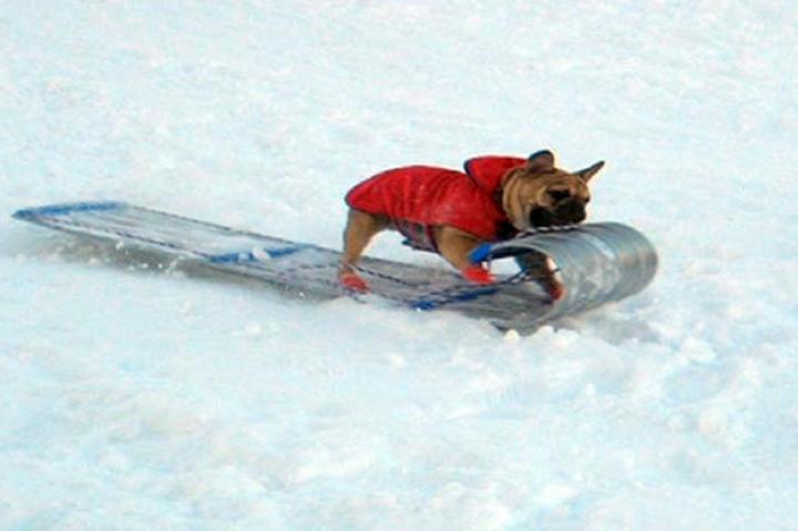 Bad Dog Pictures | Bad Dog | Animal Planet