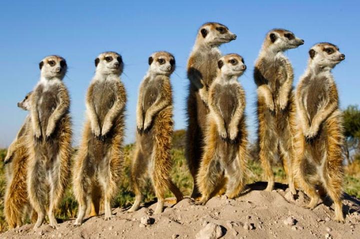 Top 20 Cutest Animals: Pictures | Animal Planet