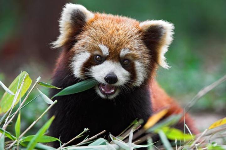 Top 20 Cutest Animals: Pictures | Animal Planet