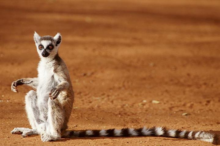 Top 20 Cutest Animals: Pictures | Animal Planet