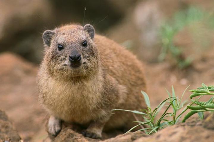 Top 20 Cutest Animals: Pictures | Animal Planet