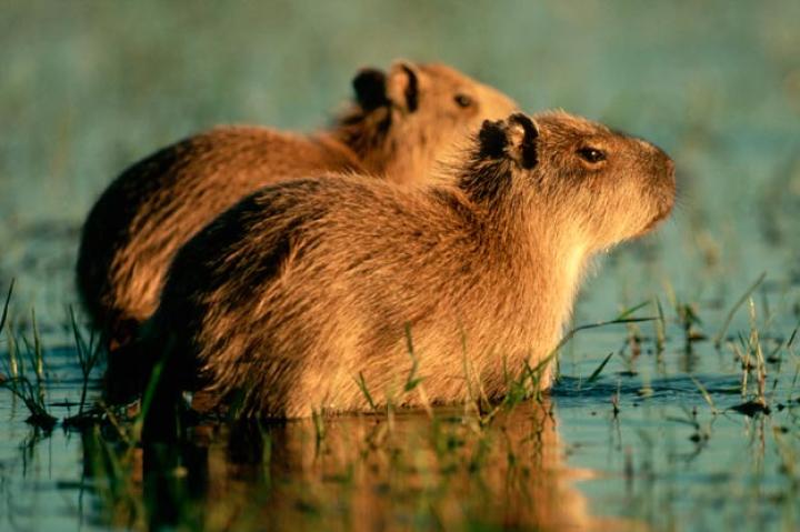 Top 20 Cutest Animals: Pictures | Animal Planet