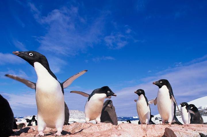 Top 20 Cutest Animals: Pictures | Animal Planet