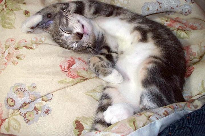 Cute, Cuddly, Kissable Kittens! Pictures | Animal Planet