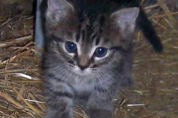 Cute, Cuddly, Kissable Kittens! Pictures | Animal Planet