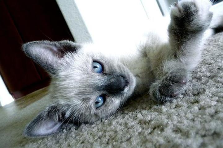 Cute, Cuddly, Kissable Kittens! Pictures | Animal Planet