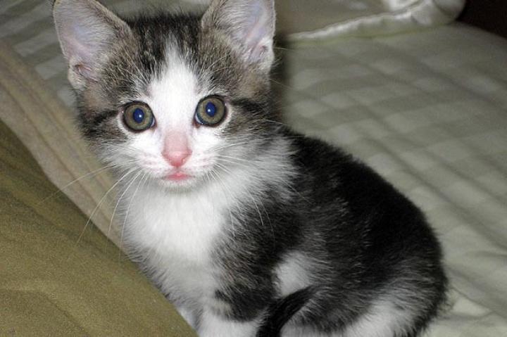 Cute, Cuddly, Kissable Kittens! Pictures | Animal Planet