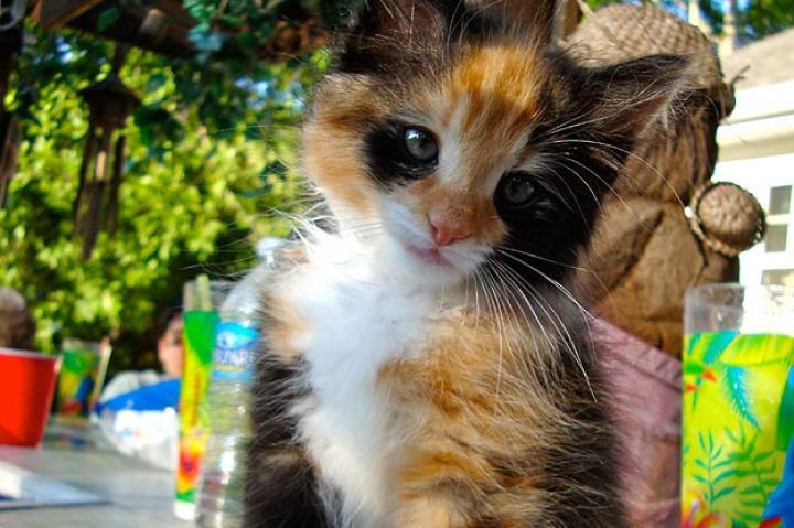 Cute, Cuddly, Kissable Kittens! Pictures | Animal Planet