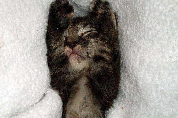 Cute, Cuddly, Kissable Kittens! Pictures | Animal Planet