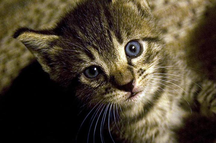Cute, Cuddly, Kissable Kittens! Pictures | Animal Planet