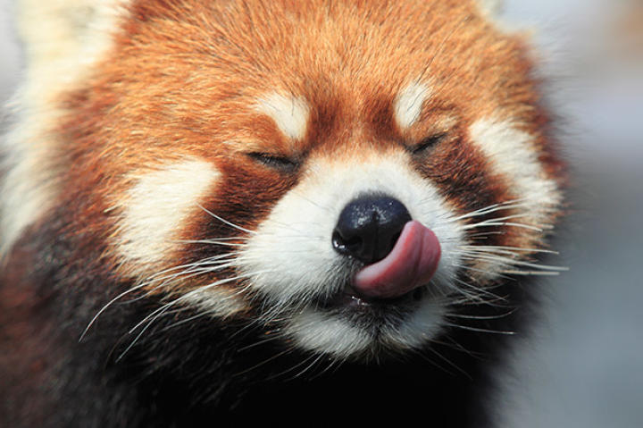 Red Panda Photos | Animal Planet