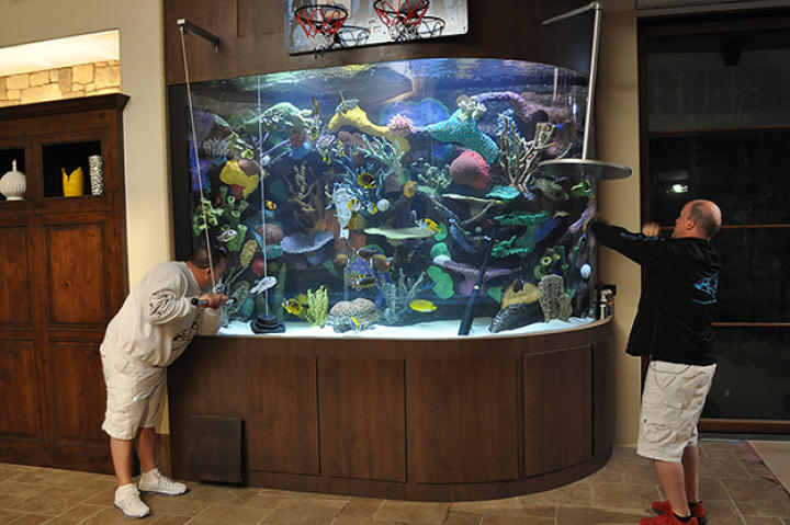 The Tanks of Tanked | Tanked | Animal Planet