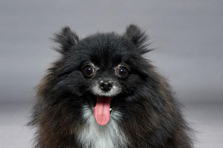 Puppy Bowl XVI: Meet the Stars of the Dog Bowl | Puppy Bowl | Animal Planet