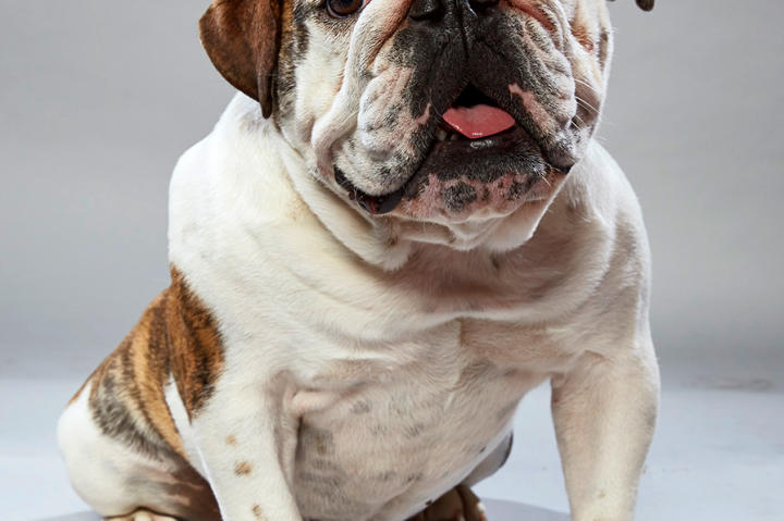 Puppy Bowl XV: Meet the Stars of the Dog Bowl | Puppy Bowl | Animal Planet