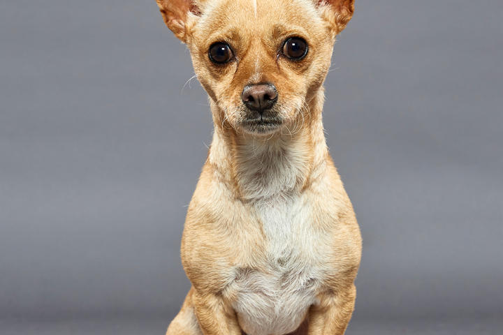 Puppy Bowl XVI: Meet the Stars of the Dog Bowl | Puppy Bowl | Animal Planet