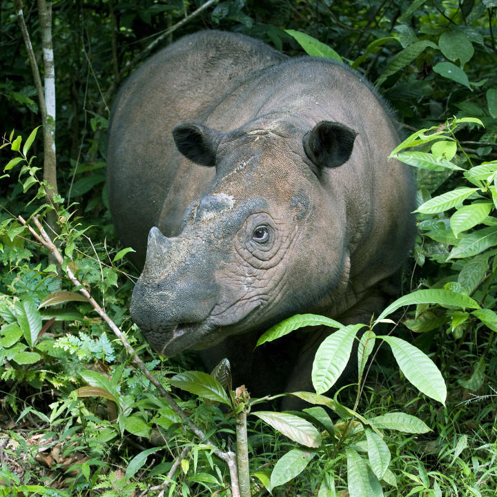 Endangered Species | Endangered Species | Animal Planet