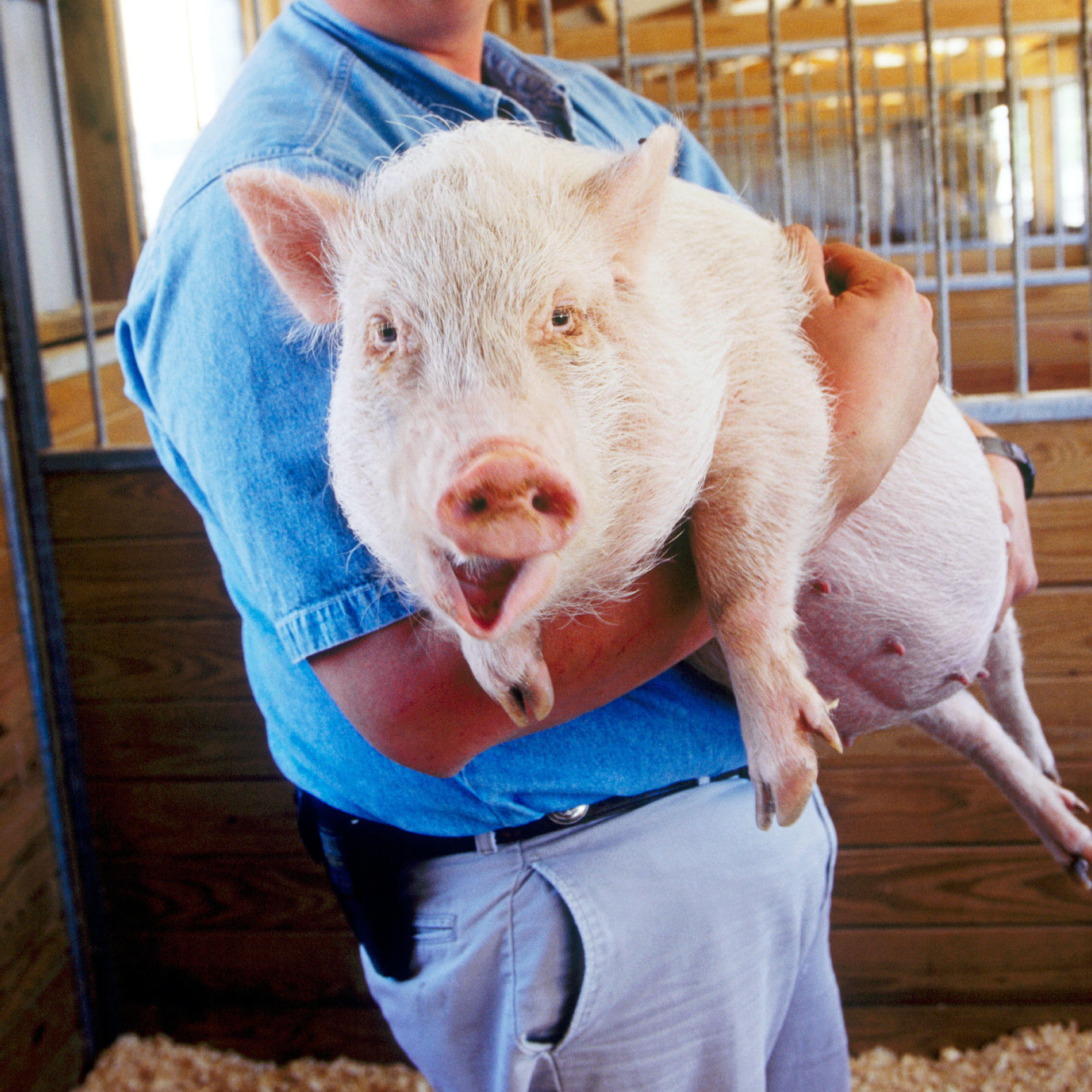 Day in the Life of an Animal Cop | Animal Cops | Animal Planet