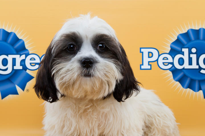 Puppy Bowl XI Starting Lineup Photos | Puppy Bowl | Animal Planet