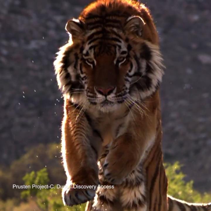 Wild Animals | Animal Planet