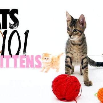 Ragdoll | Cats 101 | Animal Planet