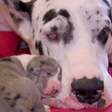 Tiny Great Danes | Too Cute | Animal Planet