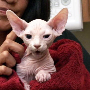 Bambino | Cats 101 | Animal Planet