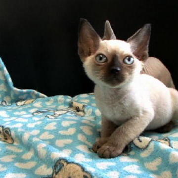 Cornish Rex | Cats 101 | Animal Planet