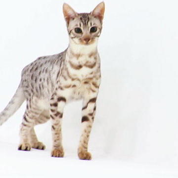 Ocicat | Cats 101 | Animal Planet