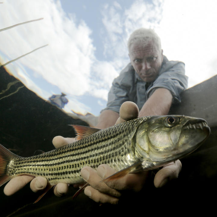 Fish | Animal Planet