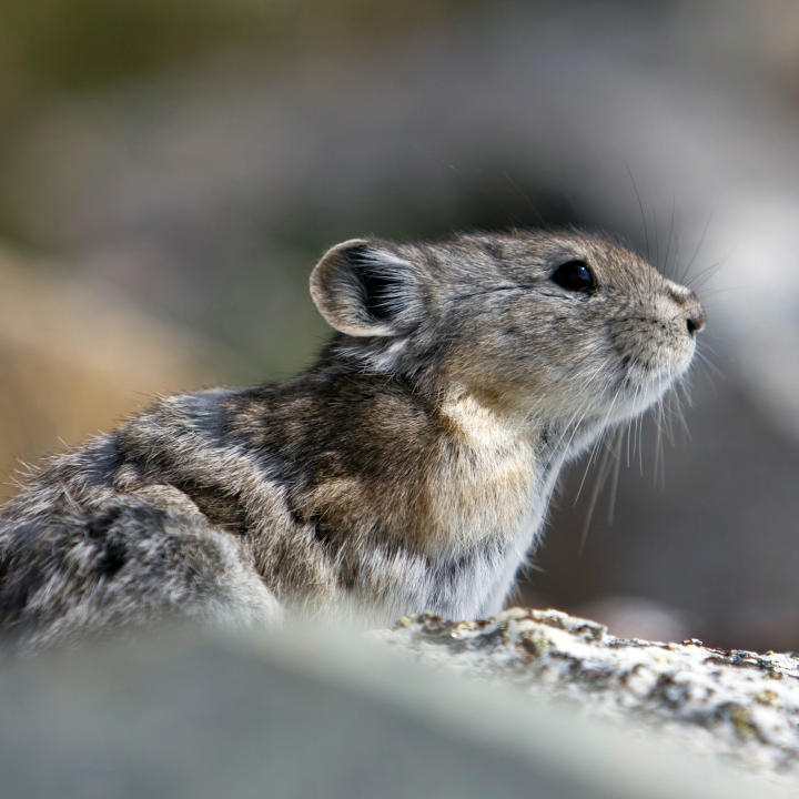 Cute Pika Devours Bird Brains | North America | Discovery