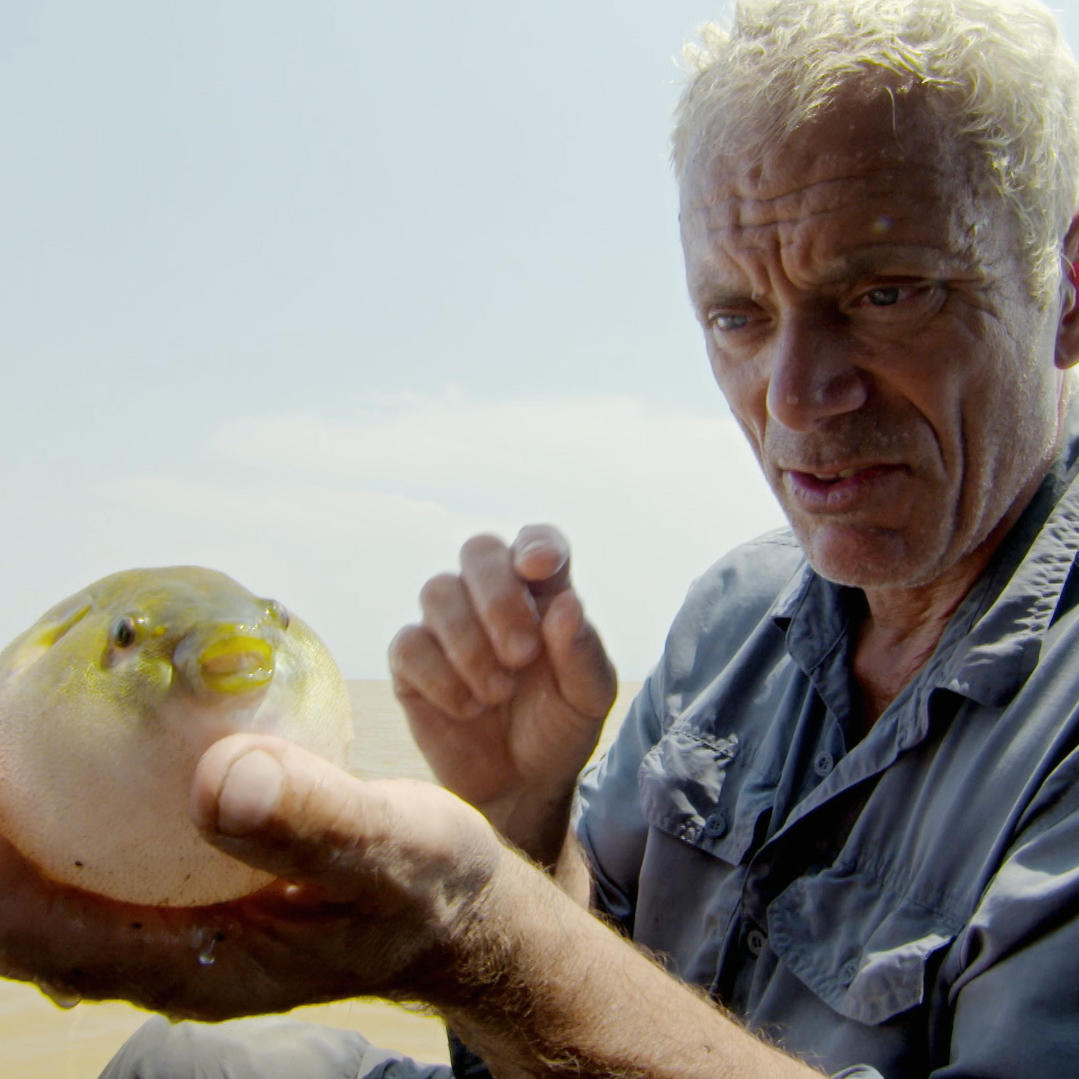 Mekong Mutilator – How to Catch a Pufferfish | River Monsters | Animal ...