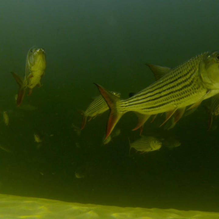 Wild Animals | Animal Planet