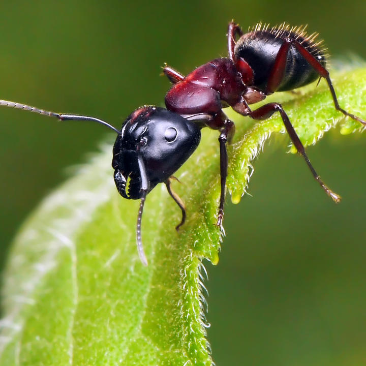 Wild Animals | Animal Planet