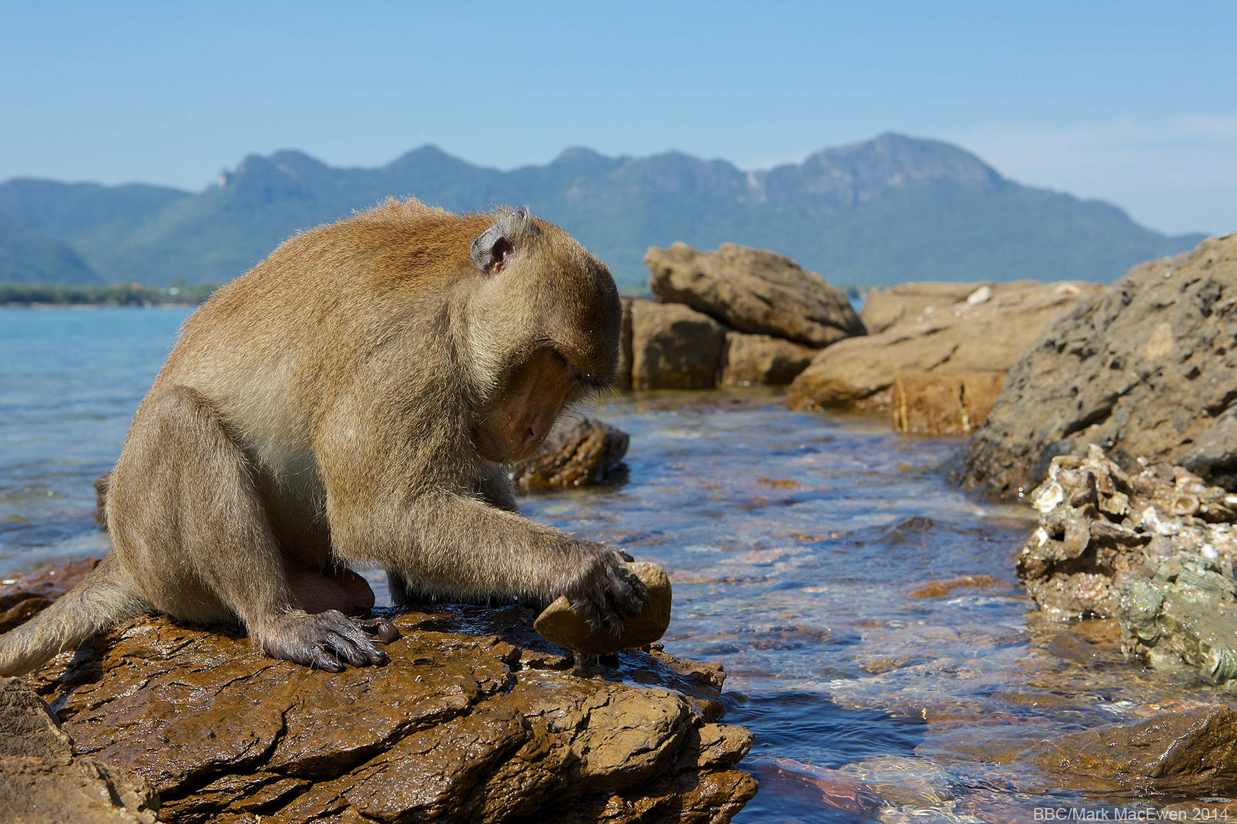 The Real Apes of the Planet – In Beautiful Photos | Animal Planet ...