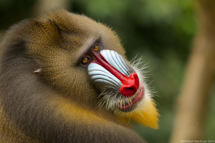 The Real Apes of the Planet – In Beautiful Photos | Animal Planet ...