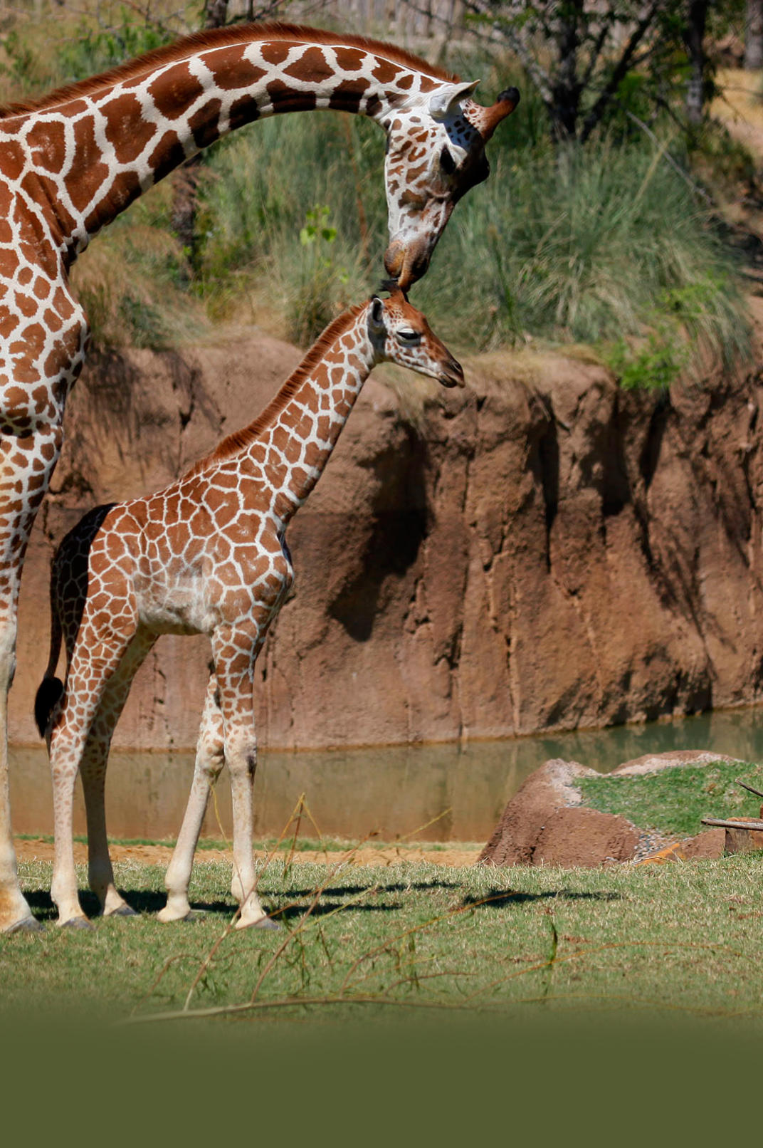 Giraffe Photos | Giraffe Birth Live | Animal Planet