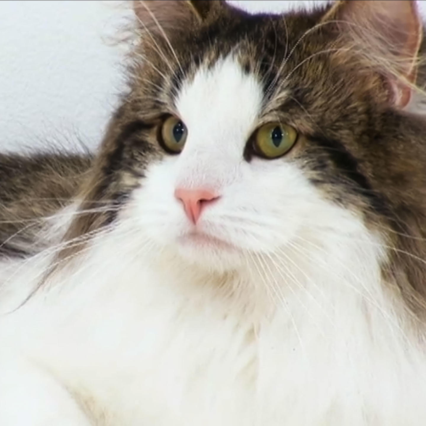 Norweigan Forest Cat | Cats 101 | Animal Planet