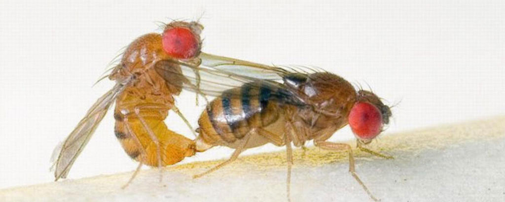 Male Fruit Flies Sexually Harass Females Until they Can’t Reproduce ...