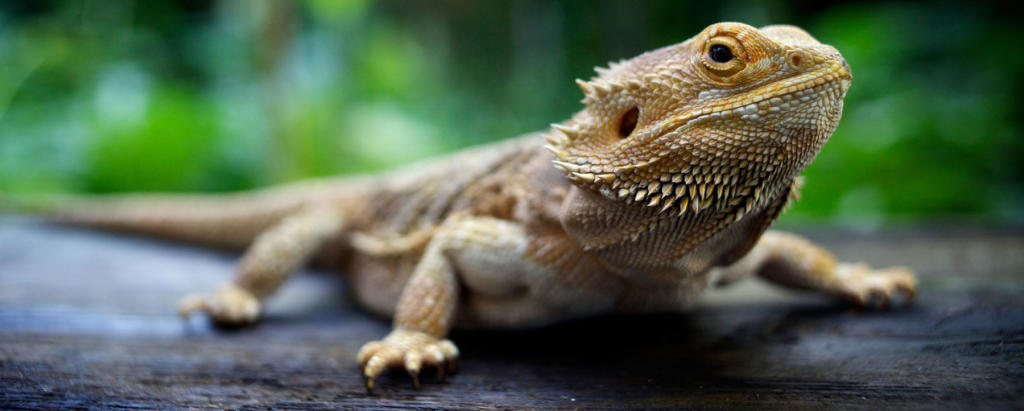 Study: Lizard Changes Sex Based on Temperature | Discovery Blog | Discovery