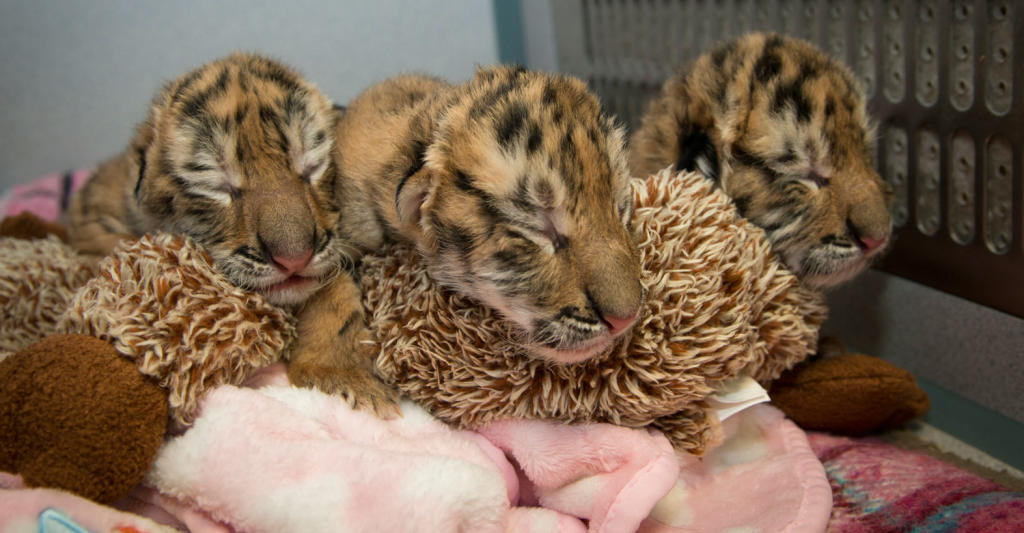 Newborn Baby Tiger