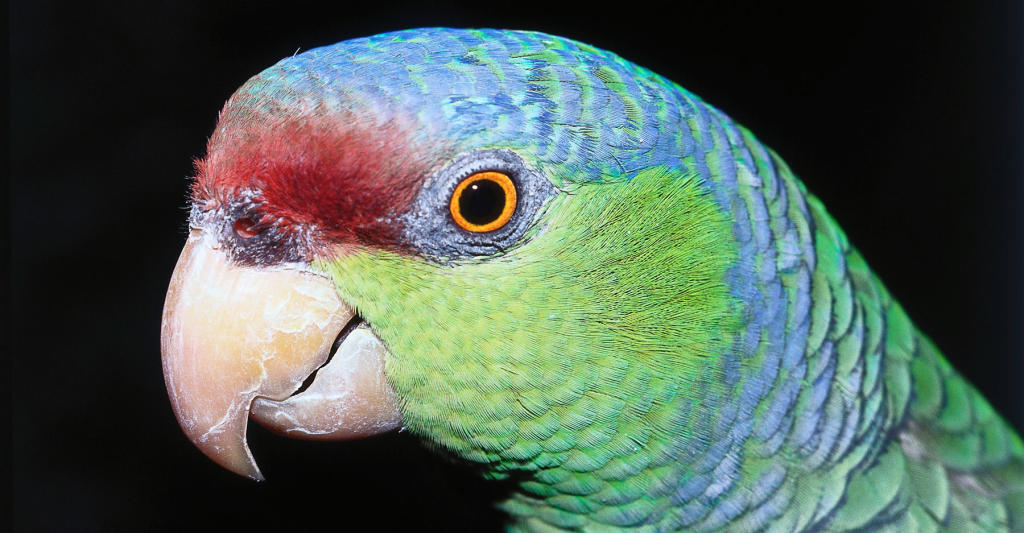 How Are Parrots Able to Imitate Sounds So Well? | Discovery Blog ...