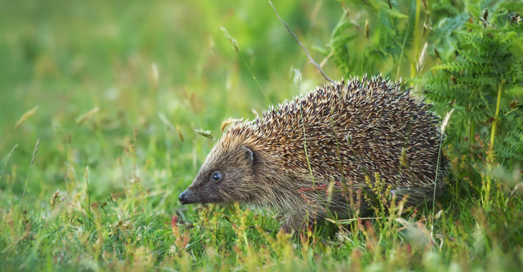 Hedgehog Highways Take Over Suburban England | Discovery Blog | Discovery