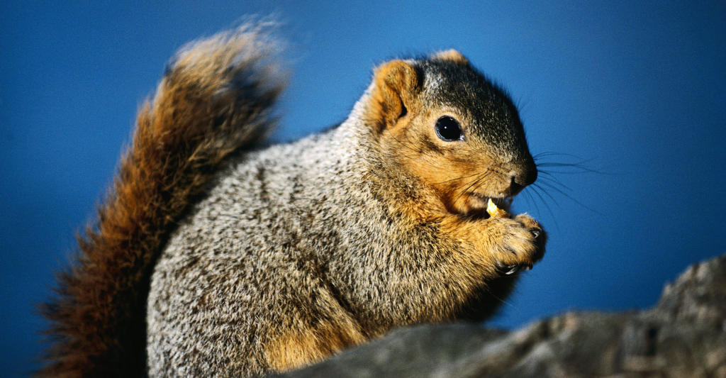 Five Fun Facts for Squirrel Appreciation Day | Discovery Blog | Discovery