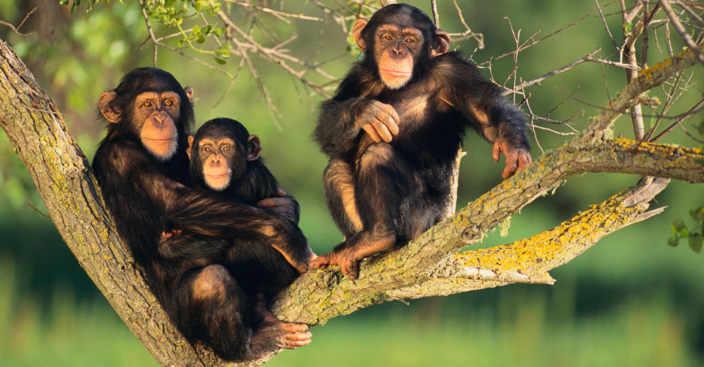 Judge: Chimps Being Held for Research are ‘Legal Persons’ | Discovery ...