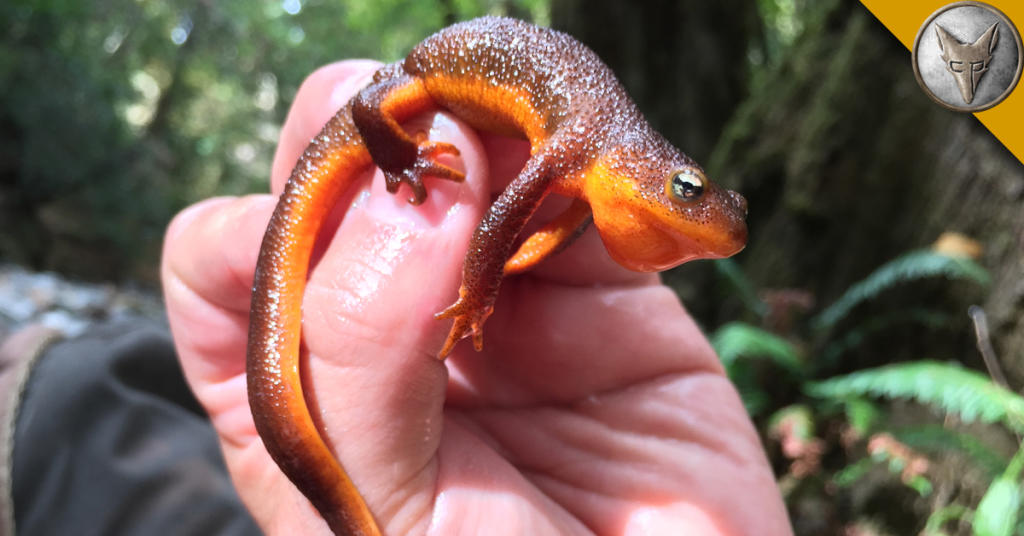 Extremely Poisonous Newt | Breaking Trail with Coyote Peterson | Animal ...