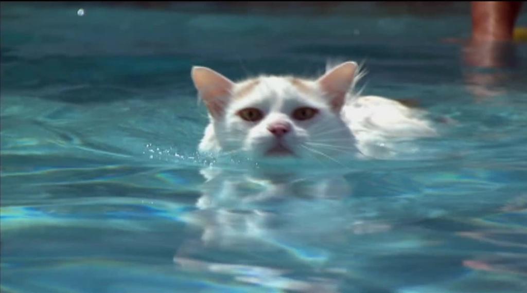 Turkish Van | Cats 101 | Animal Planet