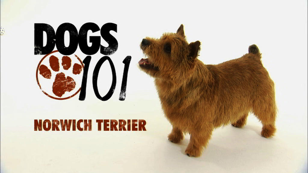 Norwich Terrier | Dogs 101 | Animal Planet