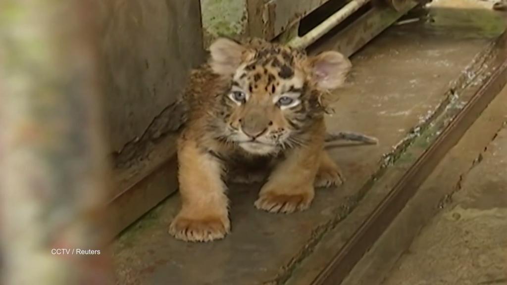 Endangered Tiger Gives Birth to Four Adorable Babies | Animal Planet ...