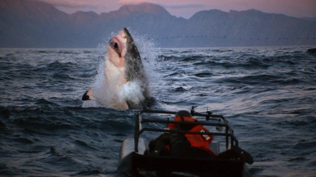 Colossus Breaches Over Seal Sled | Shark Week | Discovery