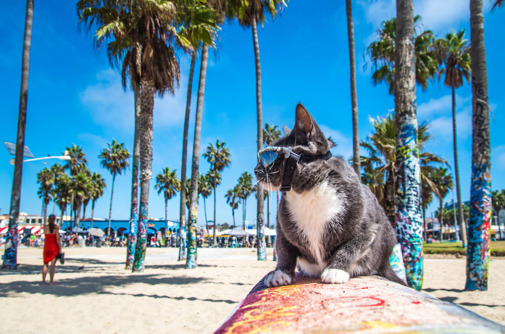 Meet Cat Star Finalist, Sunglass Cat | America's Next Cat Star | Animal ...